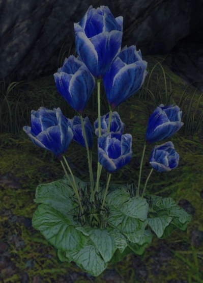 Selûne's Tear | Forgotten Realms Wiki | Fandom