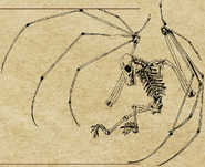 Bonebat | Forgotten Realms Wiki | Fandom