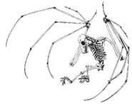 Bonebat | Forgotten Realms Wiki | Fandom
