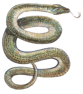 Constrictor snake | Forgotten Realms Wiki | Fandom