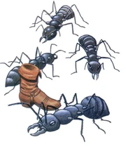 Giant ant | Forgotten Realms Wiki | Fandom