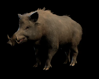 Boar | Forgotten Realms Wiki | Fandom