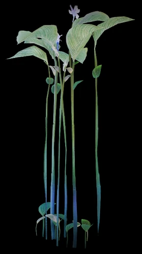 Mergrass | Forgotten Realms Wiki | Fandom