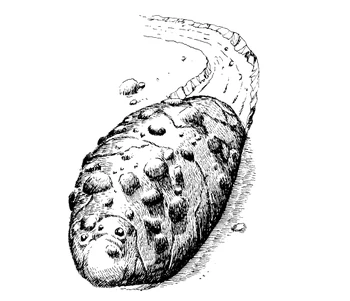 Stone-eater | Forgotten Realms Wiki | Fandom