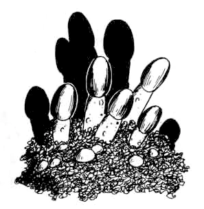 Zygom | Forgotten Realms Wiki | Fandom