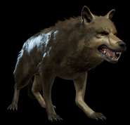 Wolf | Forgotten Realms Wiki | Fandom