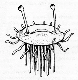 Flumph | Forgotten Realms Wiki | Fandom