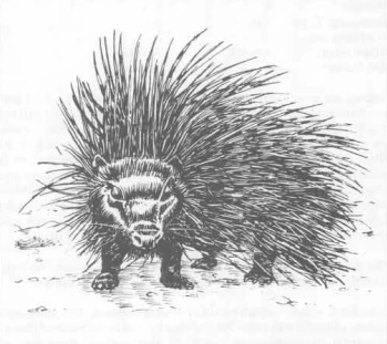 Giant porcupine | Forgotten Realms Wiki | Fandom