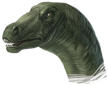 Diplodocus Head