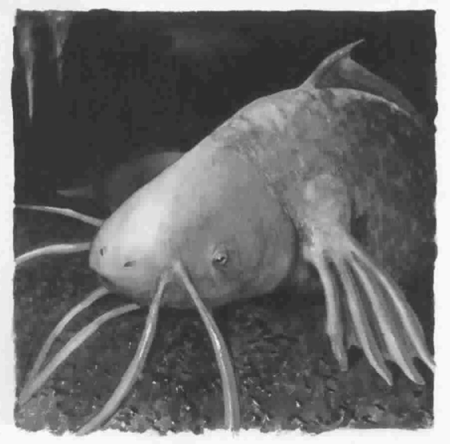 Stalking catfish | Forgotten Realms Wiki | Fandom