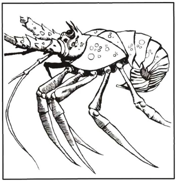 Crawfish | Forgotten Realms Wiki | Fandom