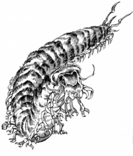 Megapede | Forgotten Realms Wiki | Fandom
