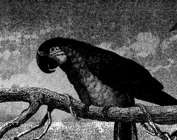 Macaw | Forgotten Realms Wiki | Fandom