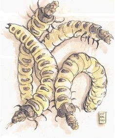 Larva | Forgotten Realms Wiki | Fandom