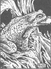 Fire toad | Forgotten Realms Wiki | Fandom