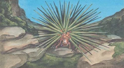 Land Urchin