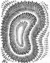 Trilloch | Forgotten Realms Wiki | Fandom