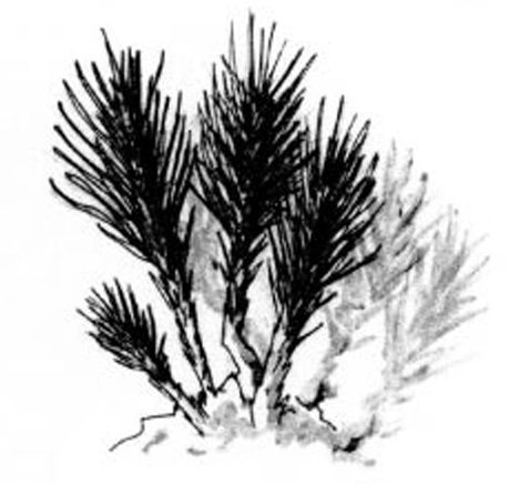 Fireweed | Forgotten Realms Wiki | Fandom
