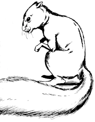 Squirrel | Forgotten Realms Wiki | Fandom