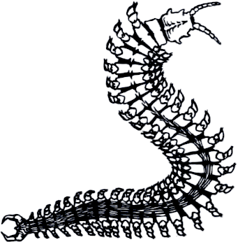 Monstrous centipede | Forgotten Realms Wiki | Fandom