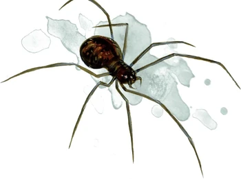 Spider | Forgotten Realms Wiki | Fandom