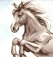 Asperii | Forgotten Realms Wiki | Fandom