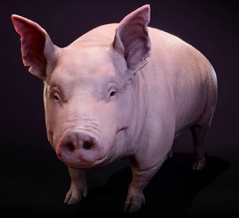 Pig | Forgotten Realms Wiki | Fandom