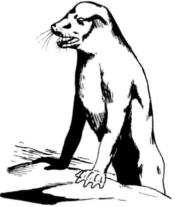 Selkie | Forgotten Realms Wiki | Fandom