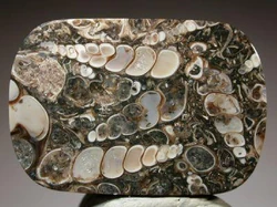 Turritella | Forgotten Realms Wiki | Fandom