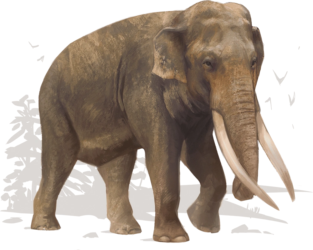 Elephant | Forgotten Realms Wiki | Fandom