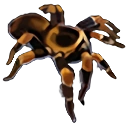 Tarantula | Forgotten Realms Wiki | Fandom