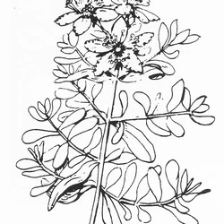 free forgotten realms coloring pages