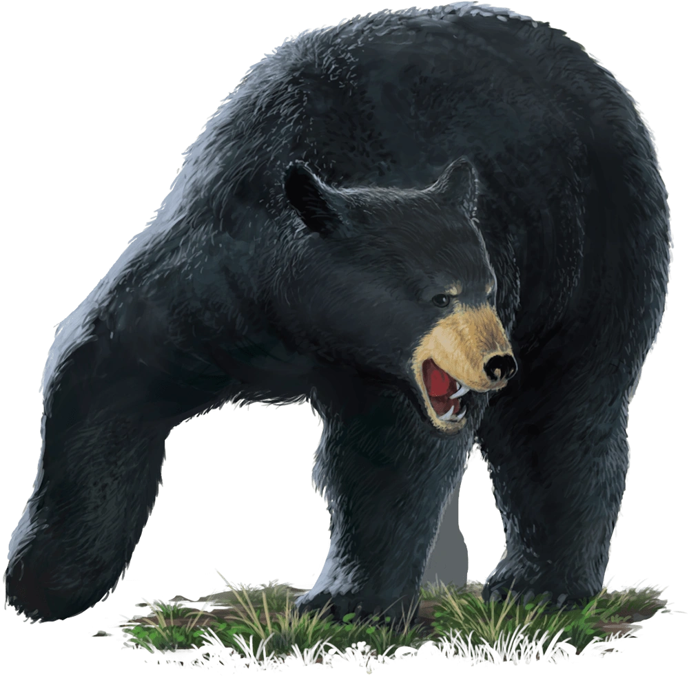 Black bear | Forgotten Realms Wiki | Fandom