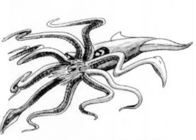 Vampire squid | Forgotten Realms Wiki | Fandom