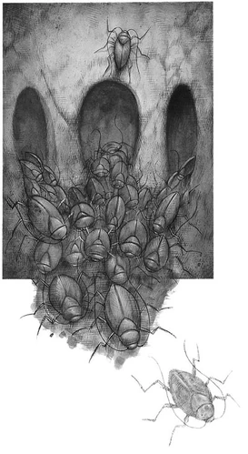 Cockroach | Forgotten Realms Wiki | Fandom