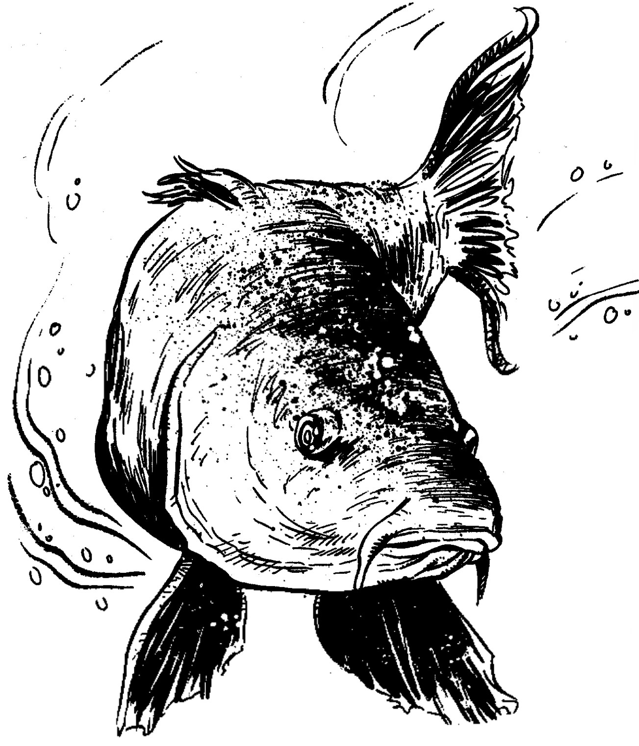 Giant carp | Forgotten Realms Wiki | Fandom