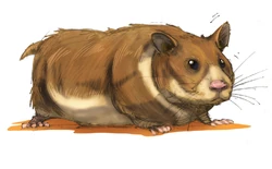 Boo | Forgotten Realms Wiki | Fandom