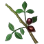 Myrrh tree | Forgotten Realms Wiki | Fandom