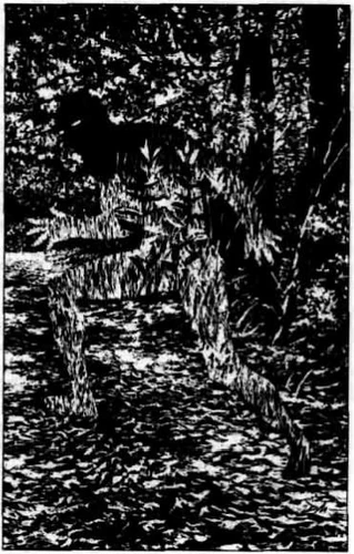 Skulk (spell) | Forgotten Realms Wiki | Fandom