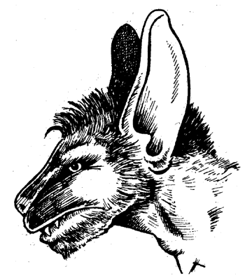 Werebat | Forgotten Realms Wiki | Fandom