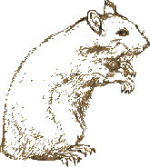 Boo | Forgotten Realms Wiki | Fandom