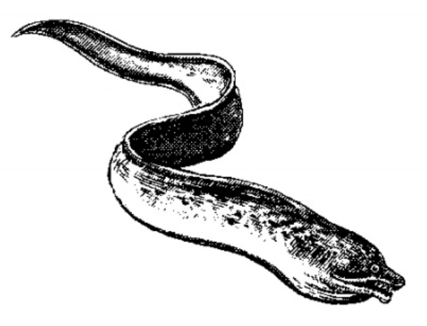 Moray eel | Forgotten Realms Wiki | Fandom