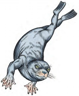 Selkie | Forgotten Realms Wiki | Fandom