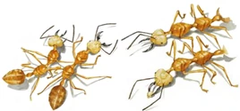 Giant ant | Forgotten Realms Wiki | Fandom