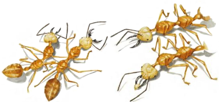 Giant ant | Forgotten Realms Wiki | Fandom