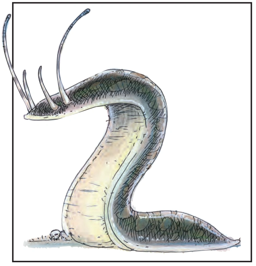 Giant slug | Forgotten Realms Wiki | Fandom