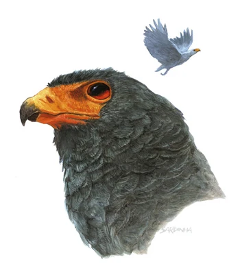 Blood hawk | Forgotten Realms Wiki | Fandom