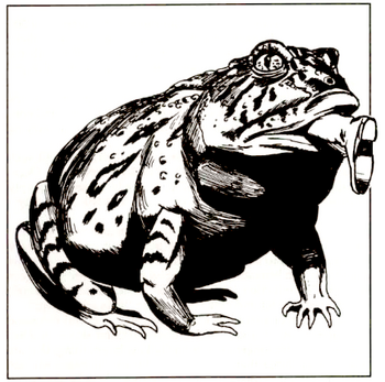 Giant toad | Forgotten Realms Wiki | Fandom