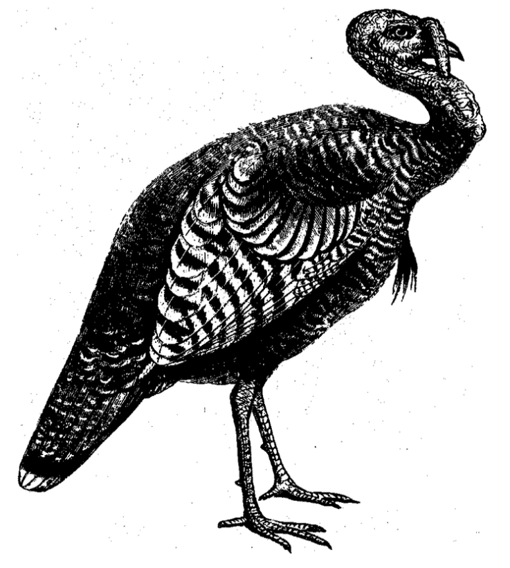 Turkey | Forgotten Realms Wiki | Fandom