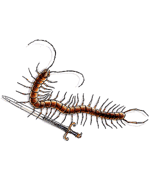 Monstrous centipede | Forgotten Realms Wiki | Fandom